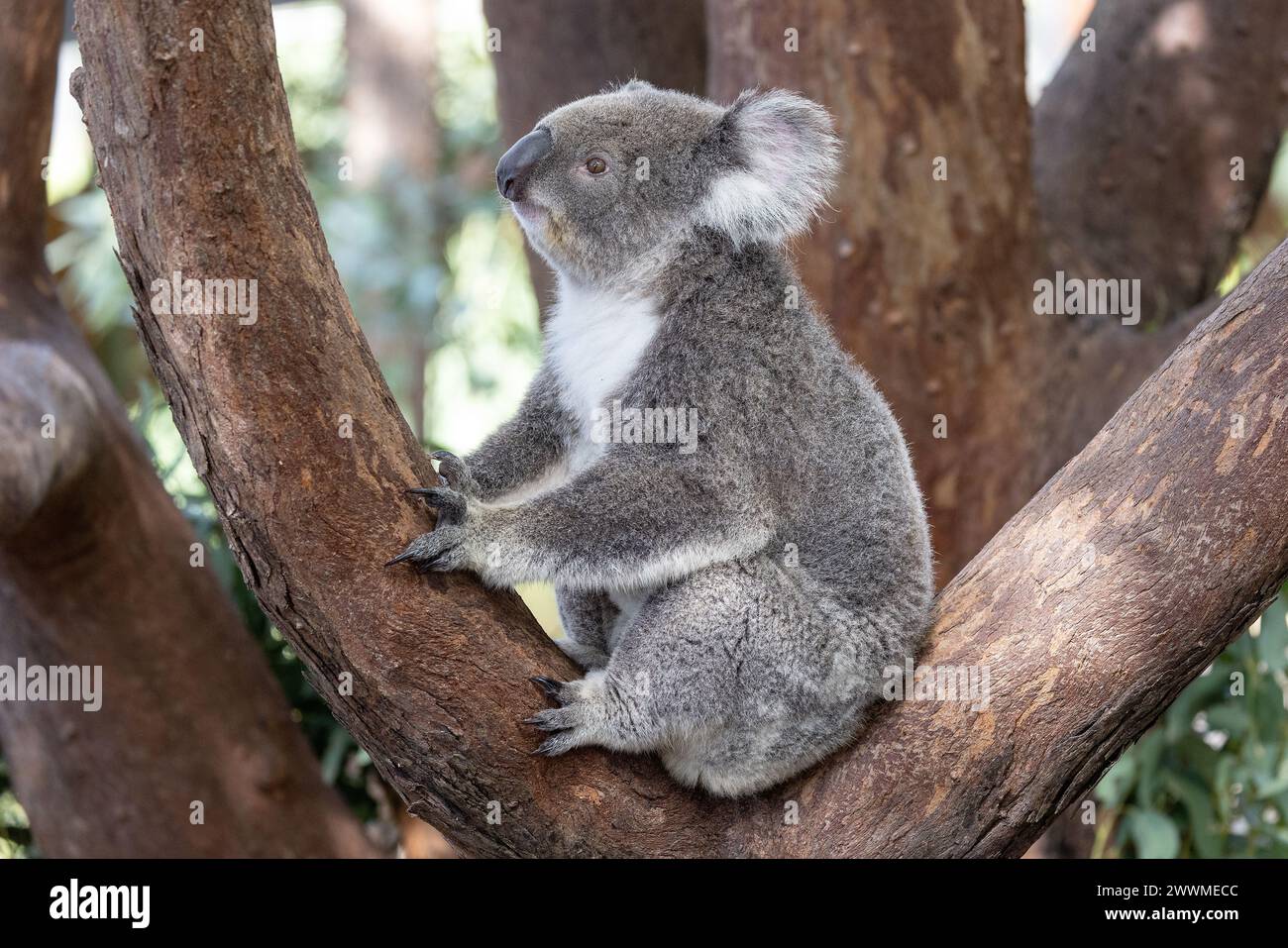 Australian Koala resting in tree Stock Photo - Alamy