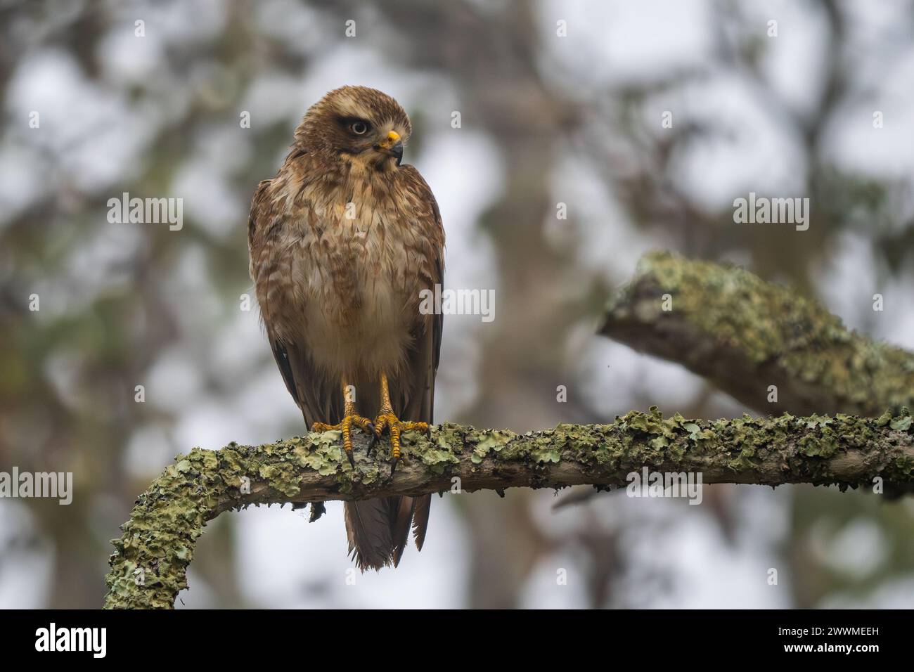 Himalayan Buzzard - Buteo burmanicus, beautiful brown bird of prey from ...