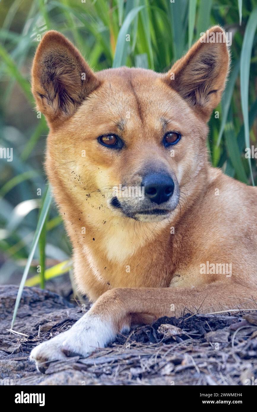 Australian dingo hi-res stock photography and images - Alamy