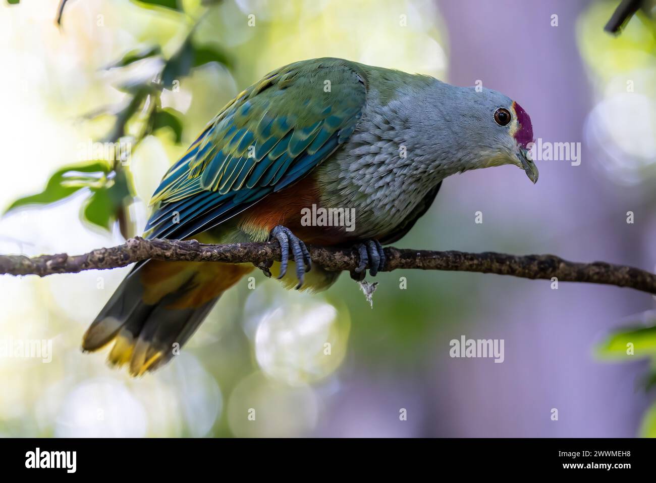 Rose crowned fruit hi-res stock photography and images - Alamy