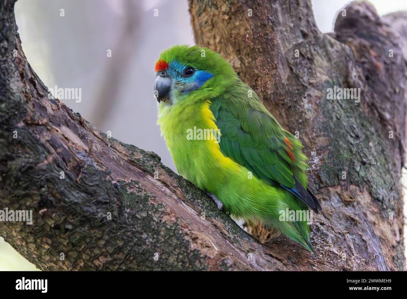 Australian Double-eyed Fig Parrot Stock Photo - Alamy