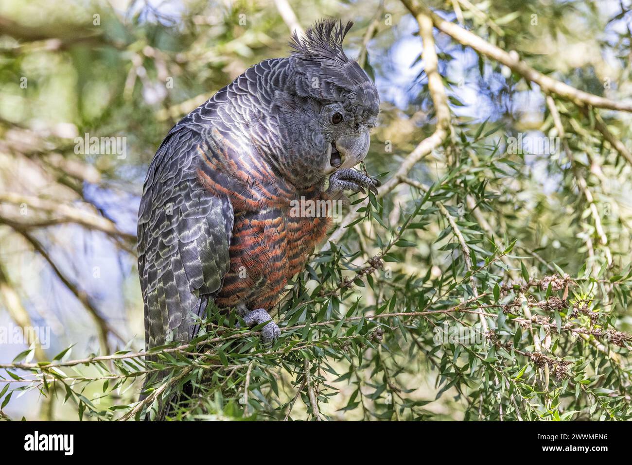 Australian Gang Gang Cockatoo feeding in tree Stock Photo - Alamy