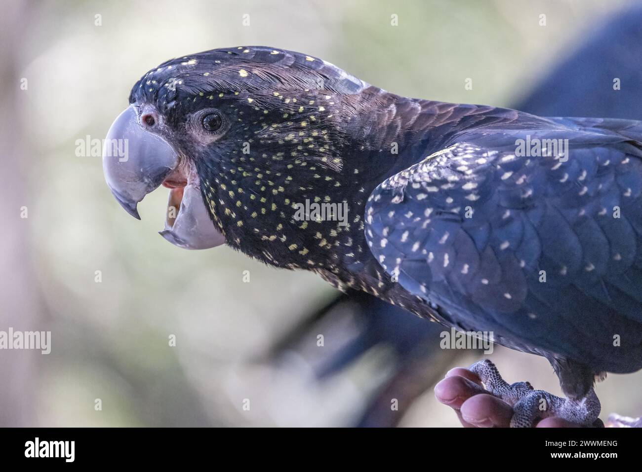 Captive Red-tailed Black Cockatoo perched on person's hand Stock Photo ...