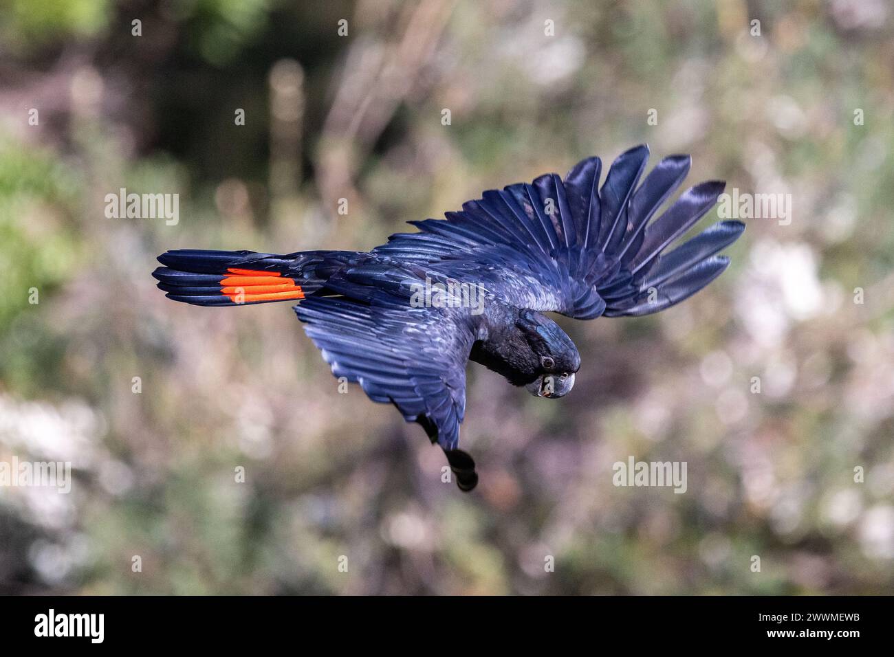 Captive Red-tailed Black Cockatoo in flight Stock Photo - Alamy