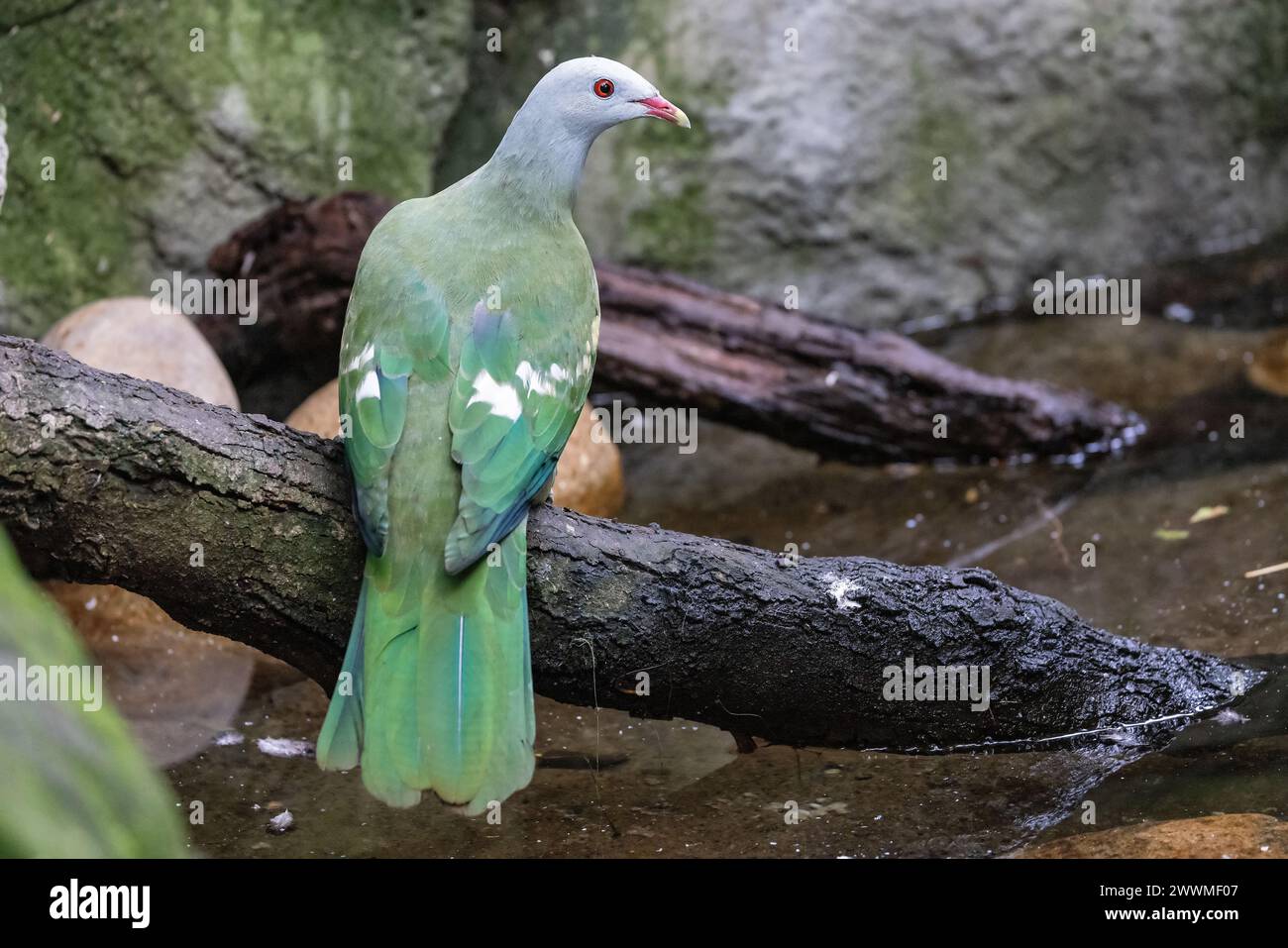 Australian fruit dove hi-res stock photography and images - Alamy