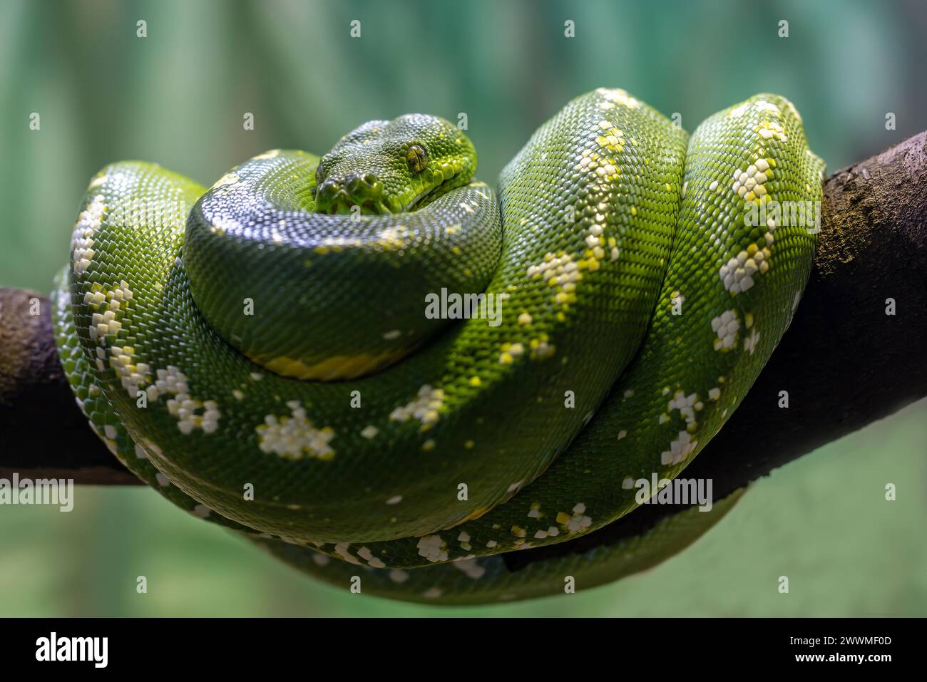 Australian green snake hi-res stock photography and images - Alamy