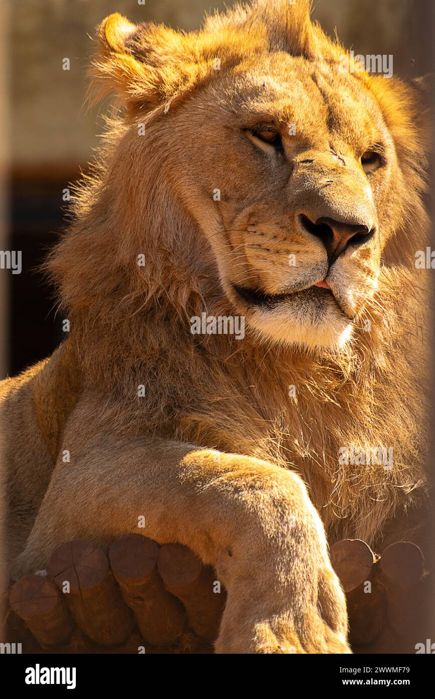 Atlas lion hi-res stock photography and images - Alamy