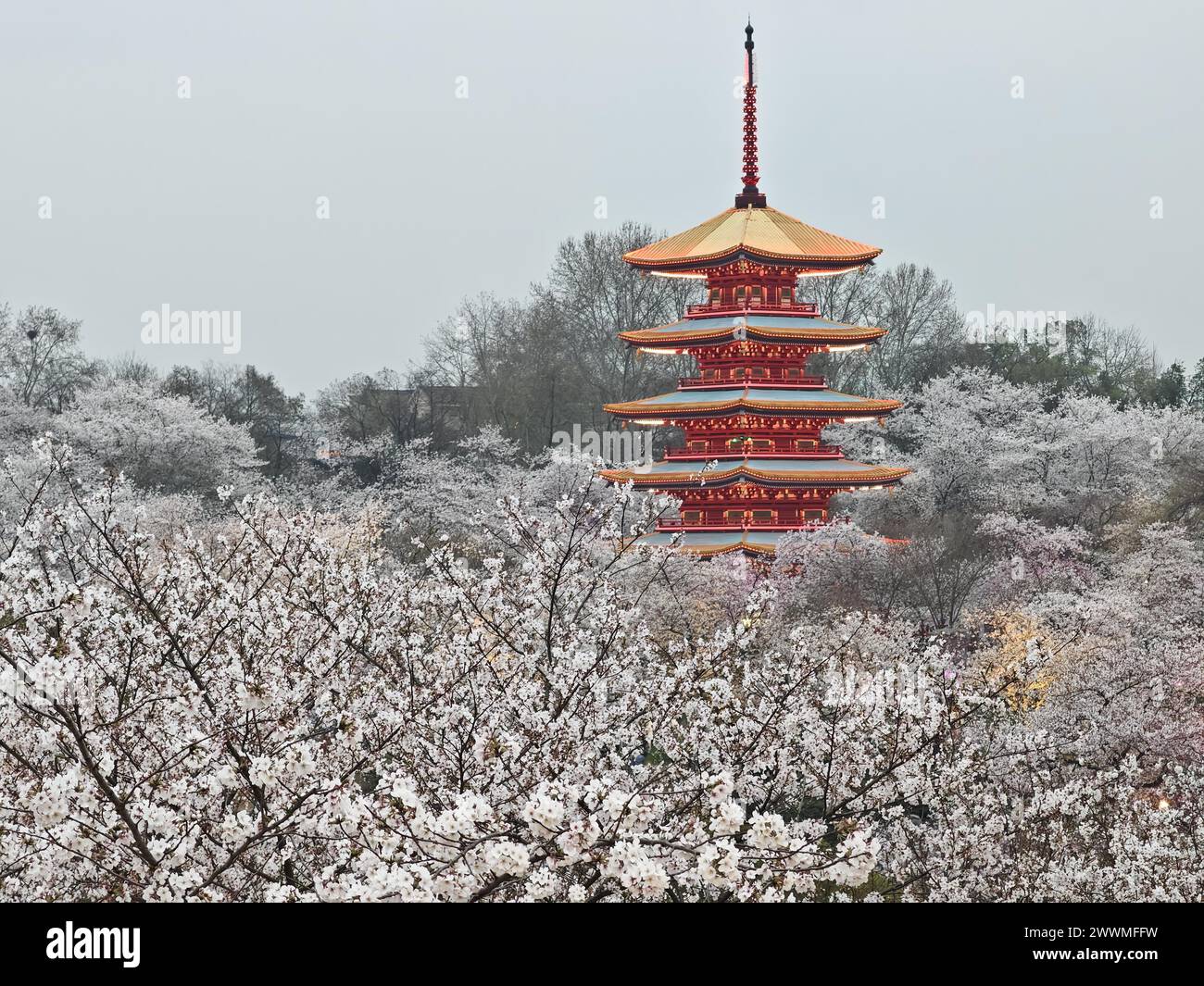 Tourists admire cherry blossoms at East Lake Cherry Blossom Park in ...