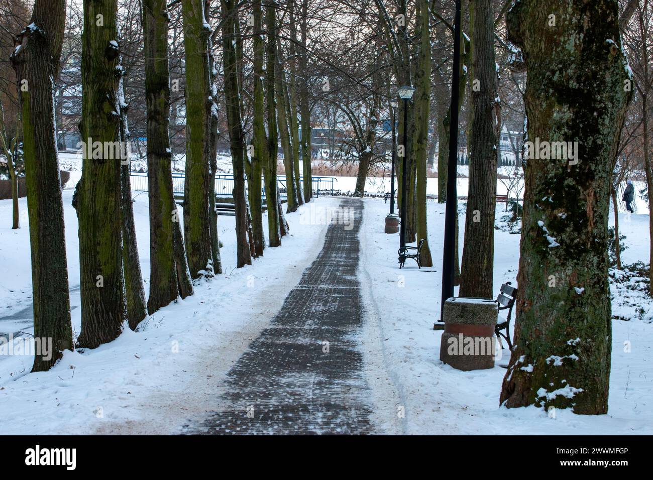 A snow-covered path with nearby trees in winter Stock Photo - Alamy