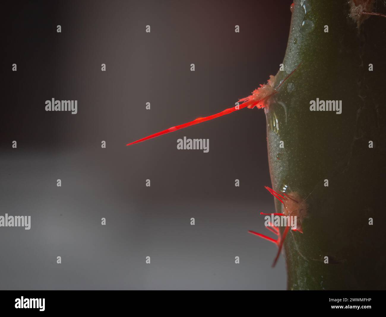 A close-up of a red prickly plant with sharp spikes Stock Photo - Alamy