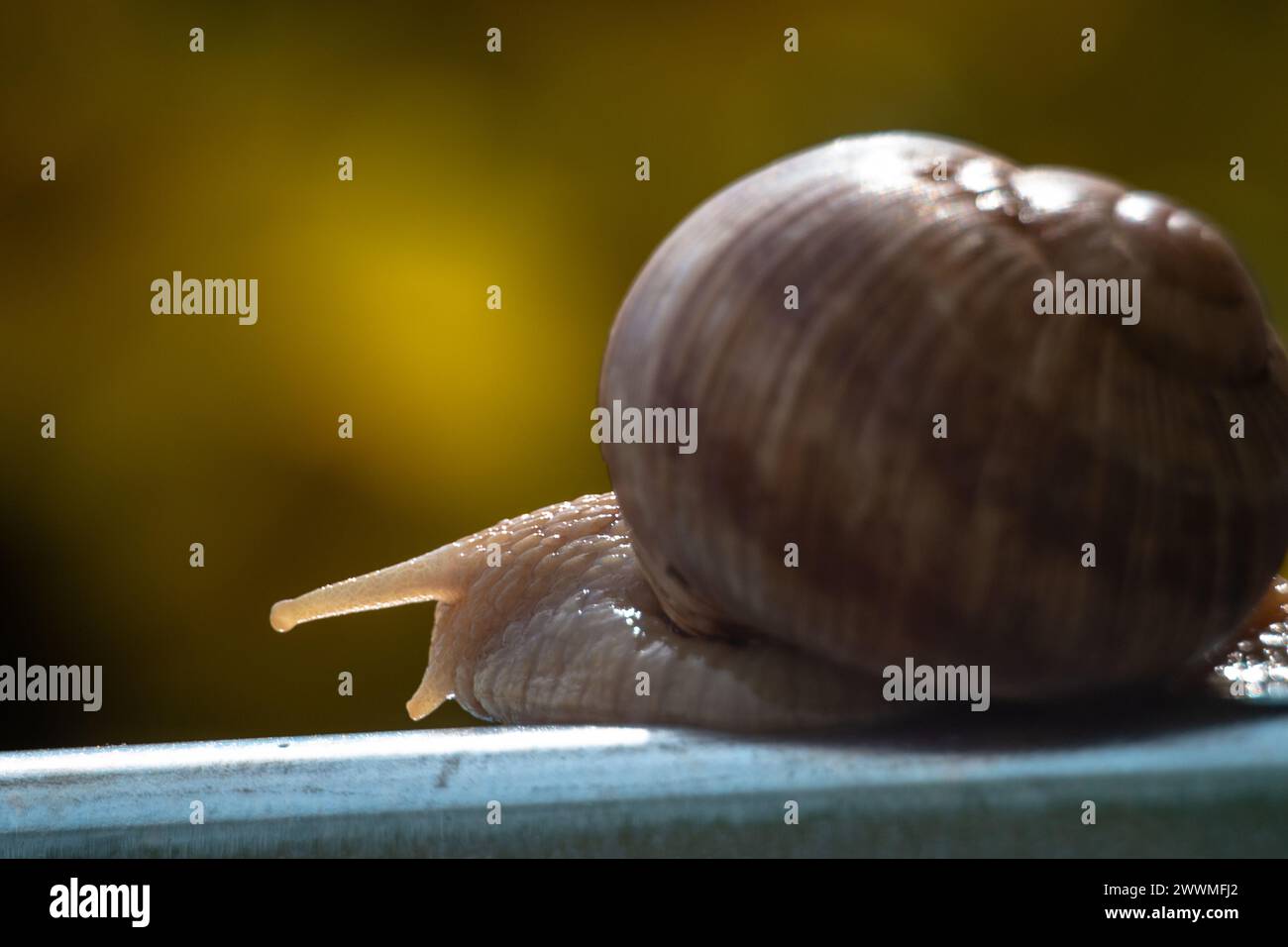 A snail slowly moving along a rail Stock Photo - Alamy