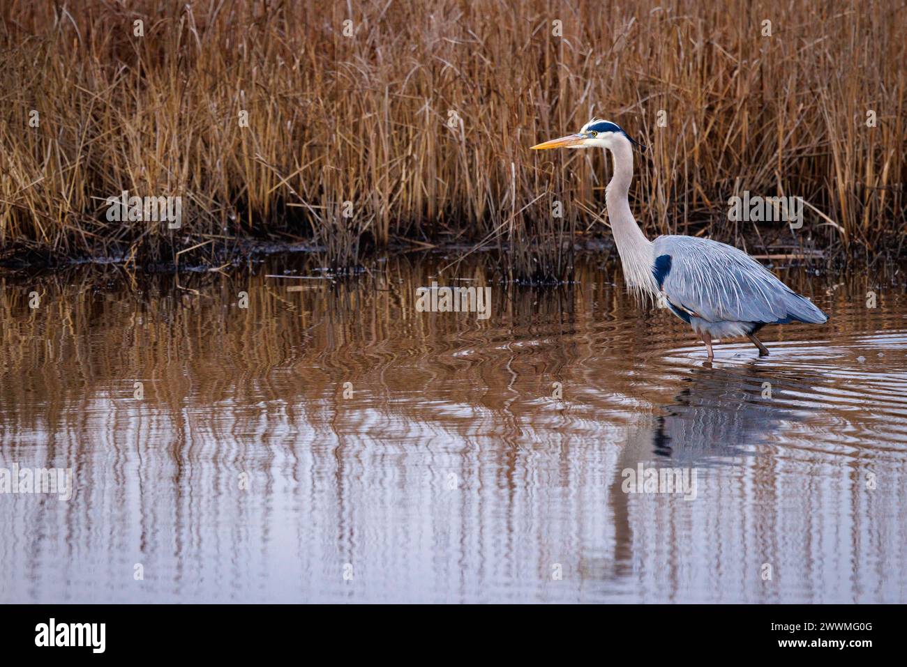 A blue heron hunts in Maryland's Blackwater Wildlife Refuge Stock Photo ...