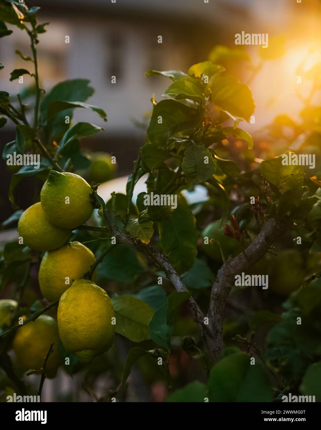 Sunshine through a tree hi-res stock photography and images - Alamy