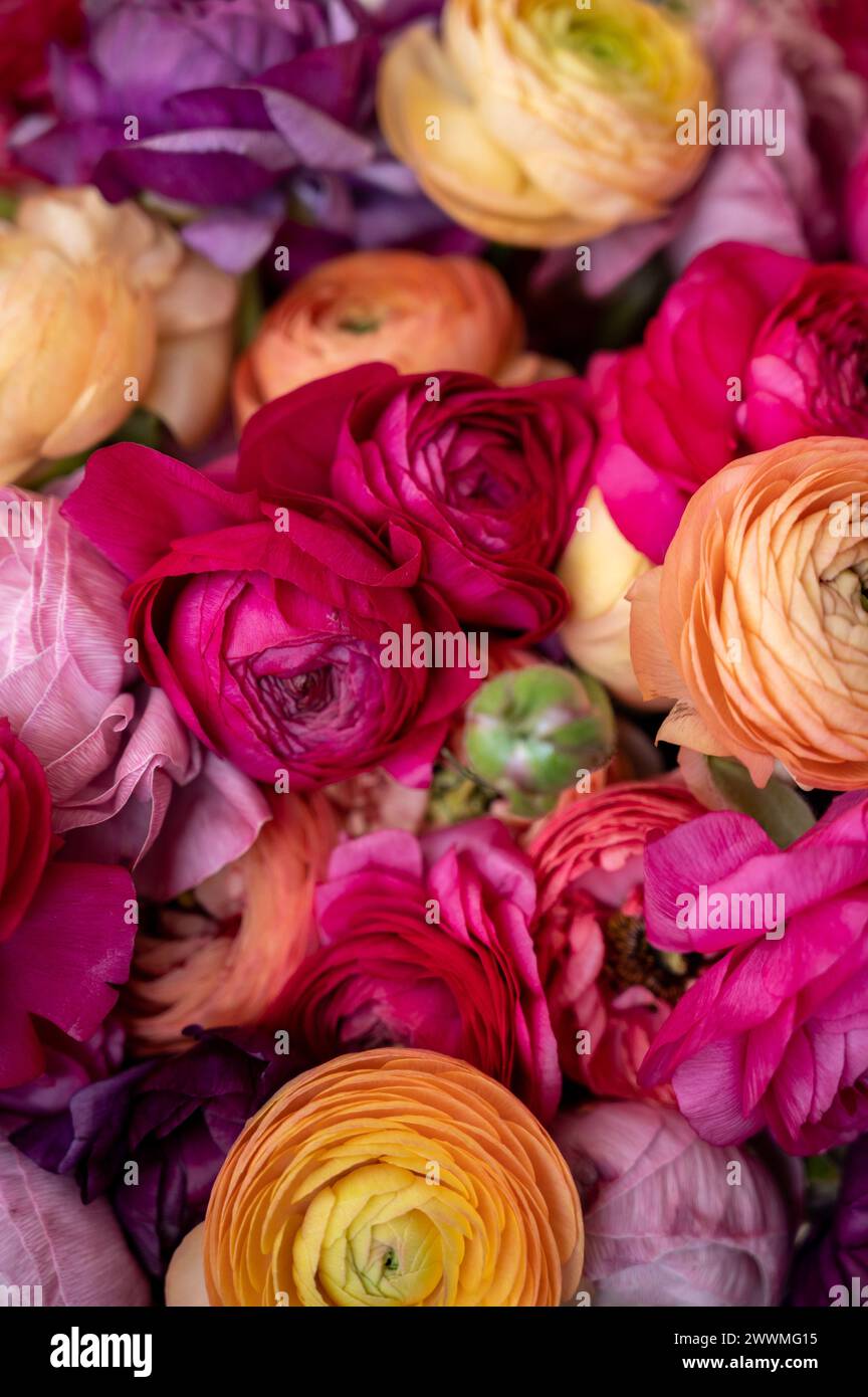 Bright, colorful ranunculus blooms flat lay Stock Photo - Alamy