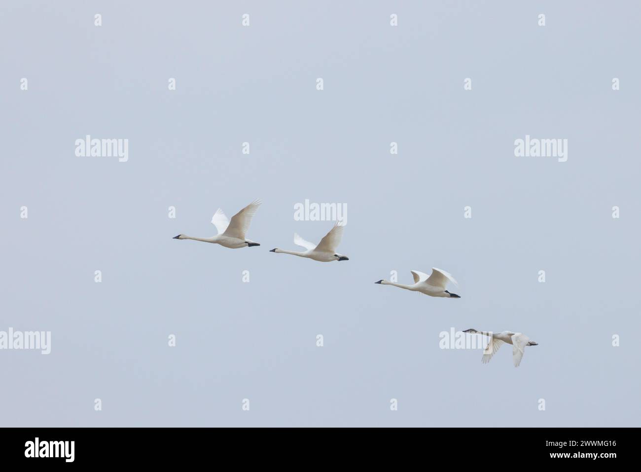 Swans fly above grasslands on Maryland's Eastern Shore Stock Photo - Alamy