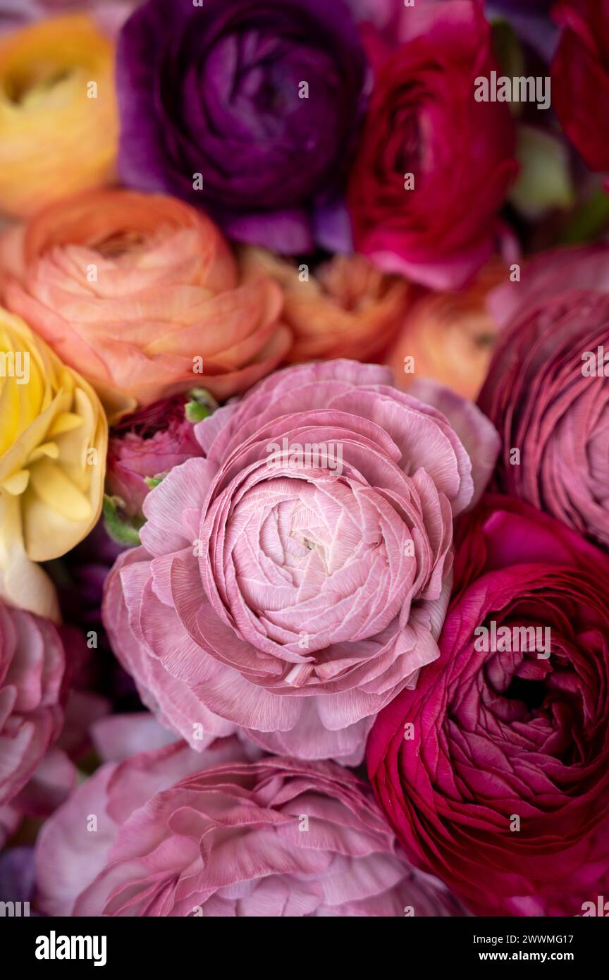 Bundle of bright, colorful ranunculus blooms Stock Photo - Alamy