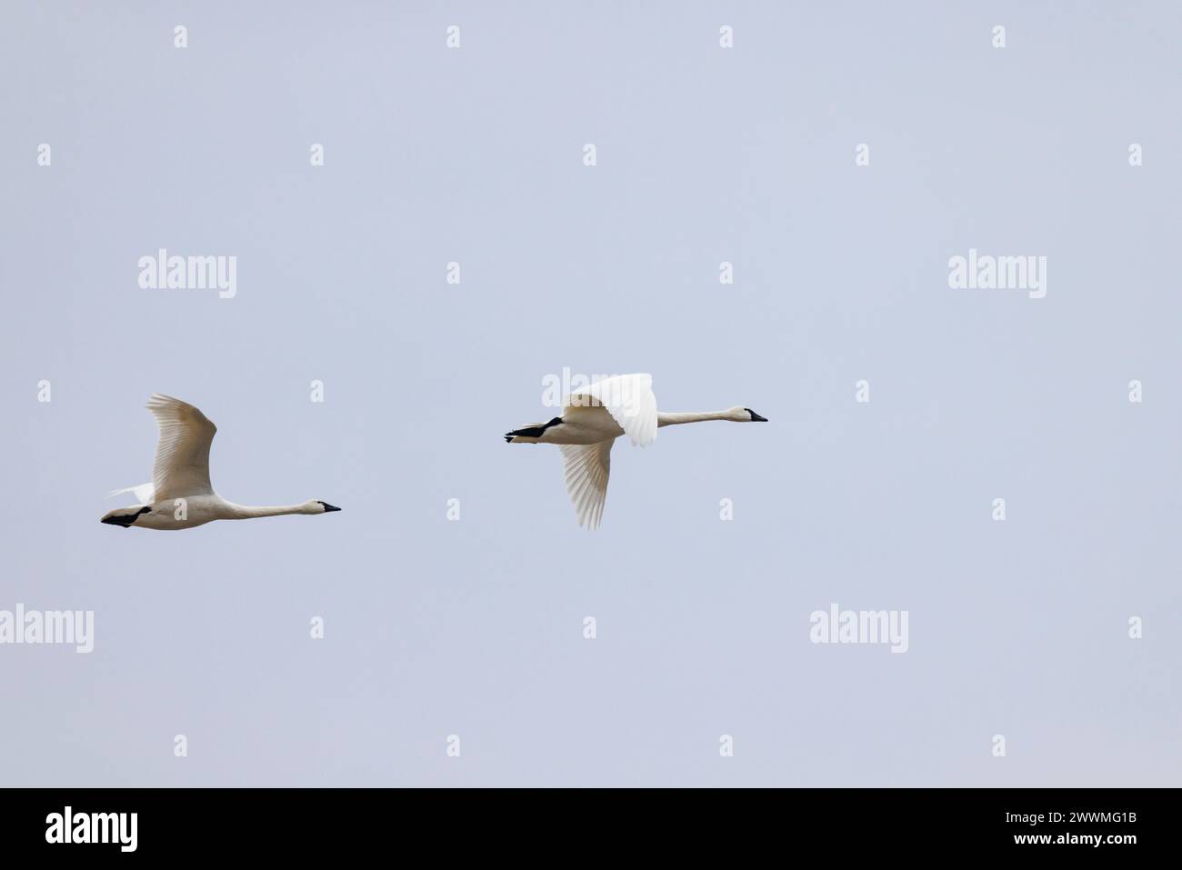 Swans fly above grasslands on Maryland's Eastern Shore Stock Photo - Alamy