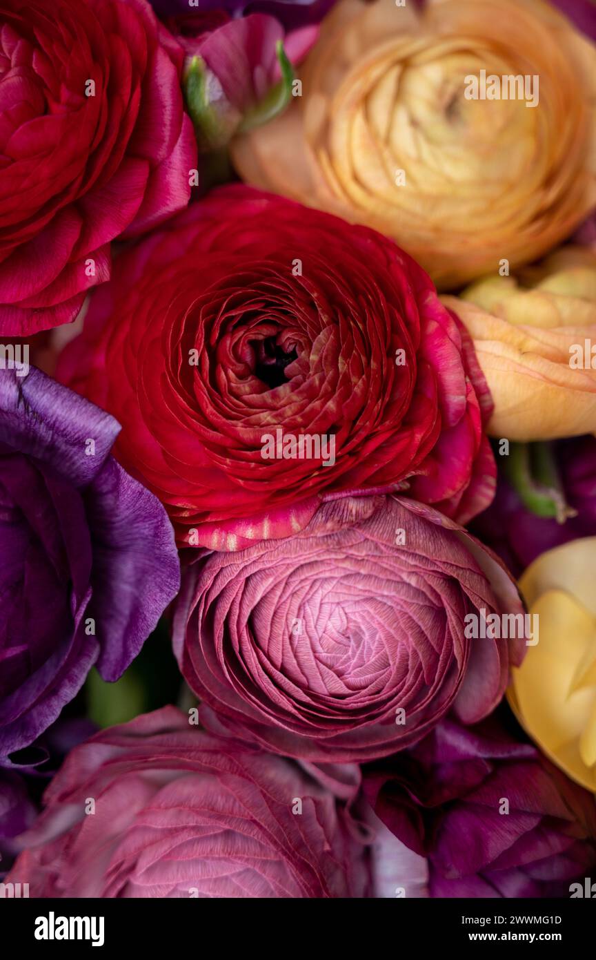 Vibrant, colorful ranunculus blooms bunched together Stock Photo - Alamy