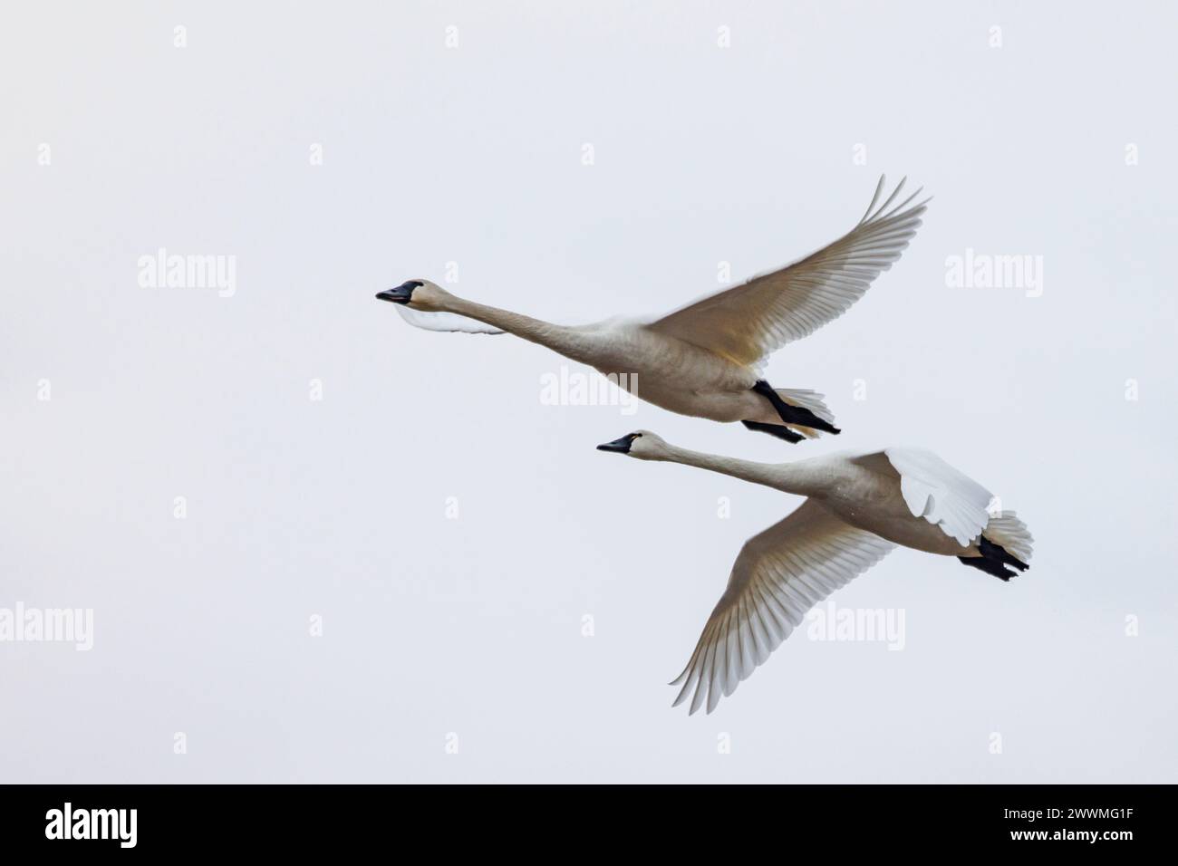 Swans fly above grasslands on Maryland's Eastern Shore Stock Photo - Alamy