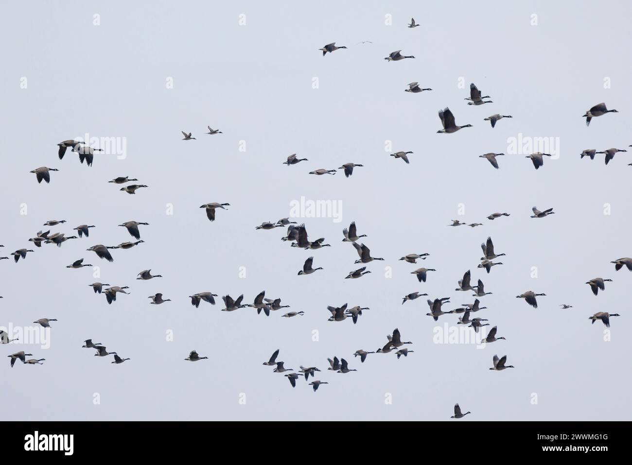 Migrating geese in flight above Maryland's Eastern Shore Stock Photo ...