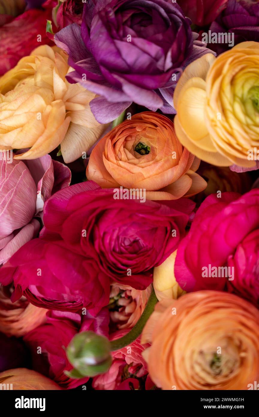 Bright, colorful ranunculus blooms bunched together Stock Photo - Alamy