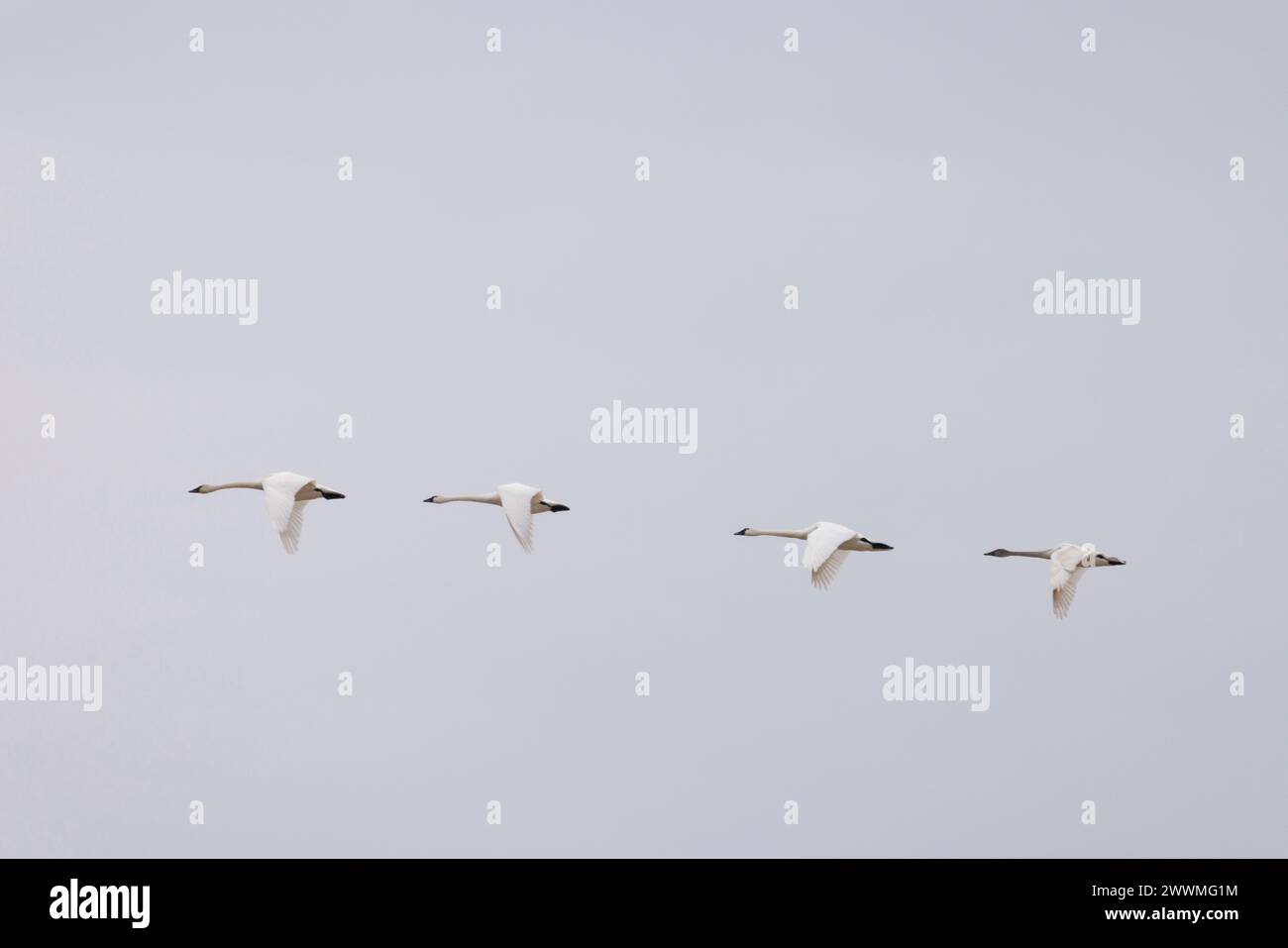 Swans fly above grasslands on Maryland's Eastern Shore Stock Photo - Alamy