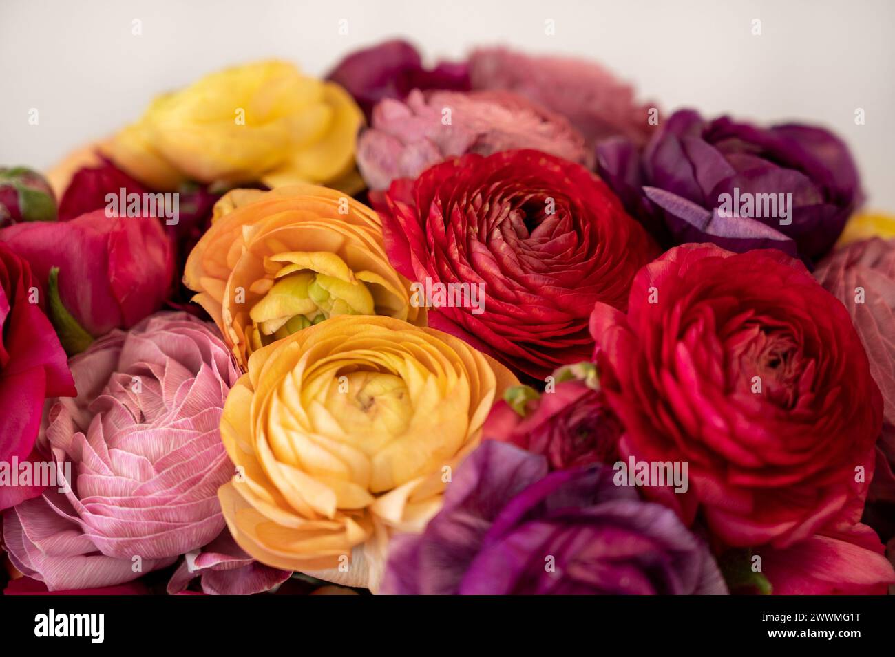 Arranged blooms hi-res stock photography and images - Alamy
