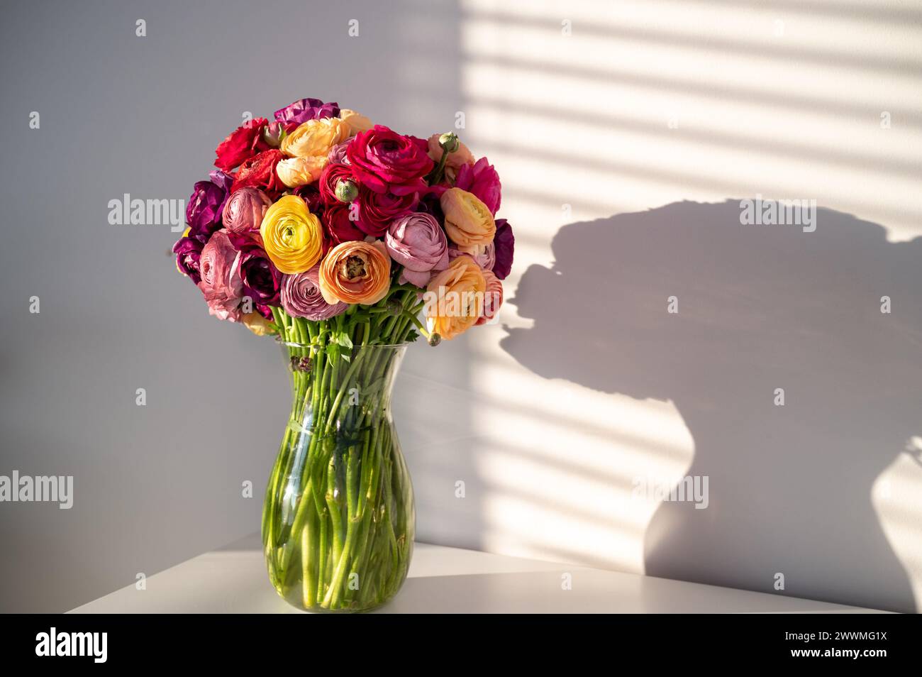 Bright, colorful ranunculus arrangement with evening shadows Stock ...