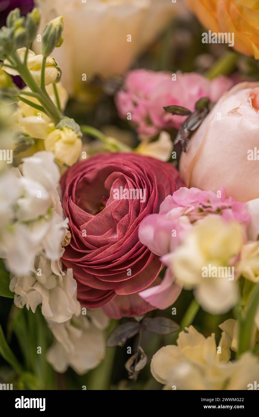 Vibrant mauve ranunculus in cottage core flower arrangement Stock Photo ...