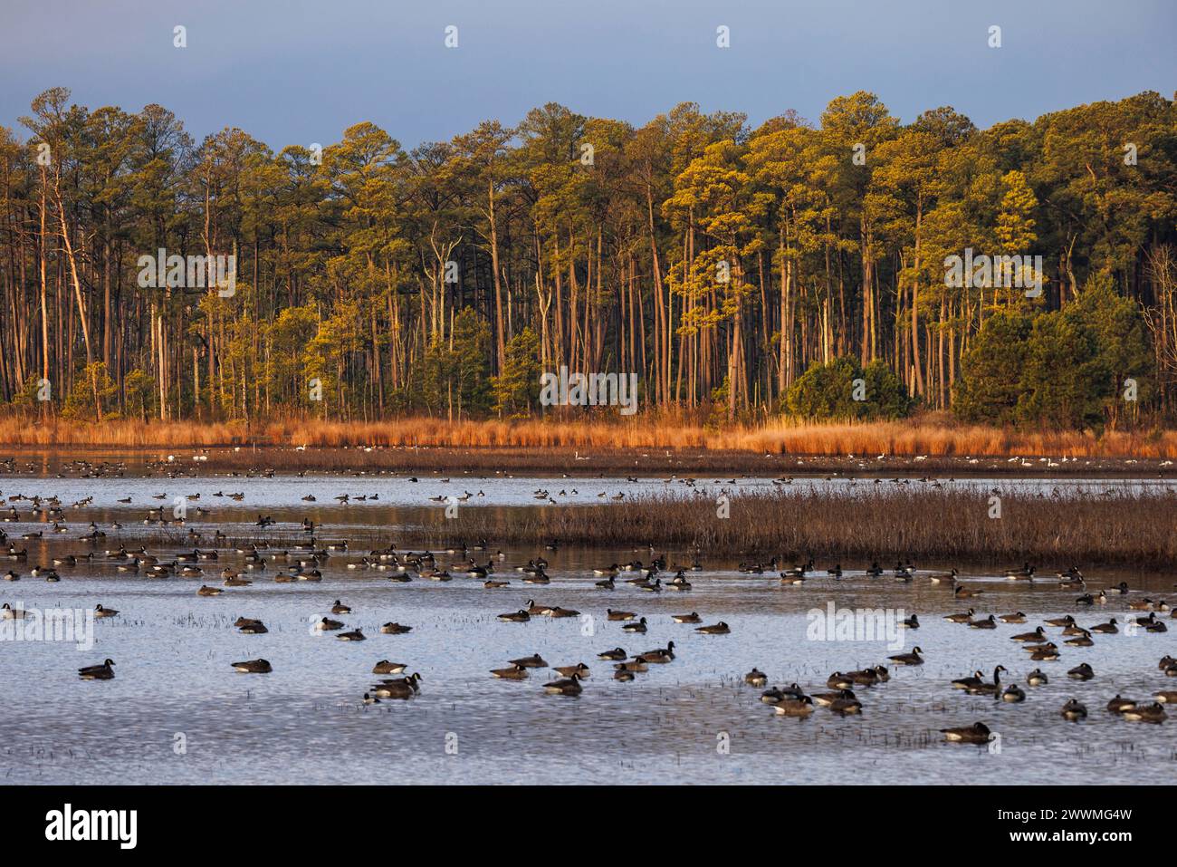 Large groups of migratory geese in Maryland's Eastern Shore Stock Photo ...