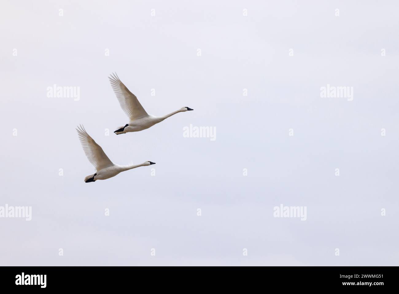 Swans fly above grasslands on Maryland's Eastern Shore Stock Photo - Alamy