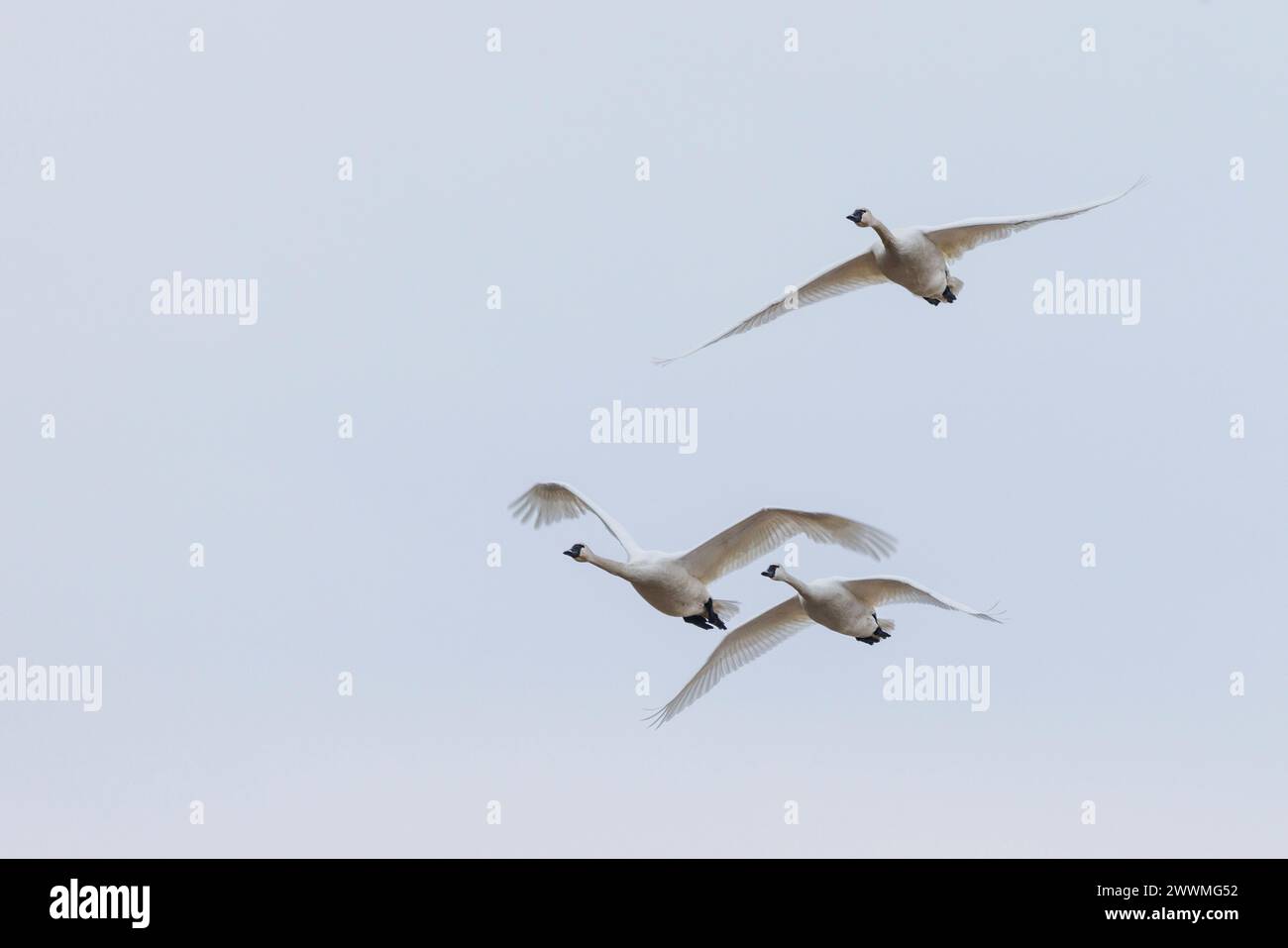 Swans fly above grasslands on Maryland's Eastern Shore Stock Photo - Alamy