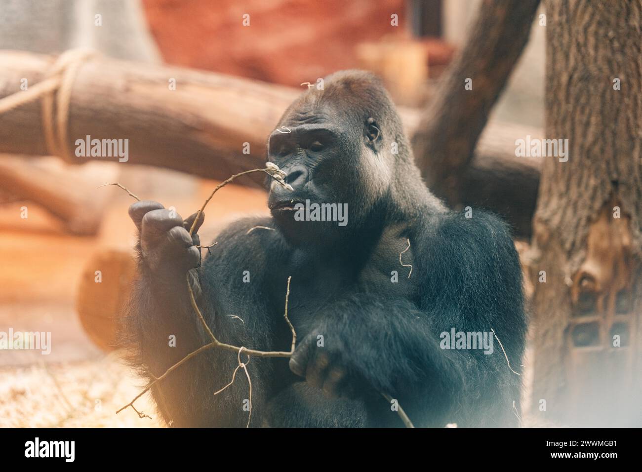 Adult silverback gorilla eating tree Stock Photo - Alamy