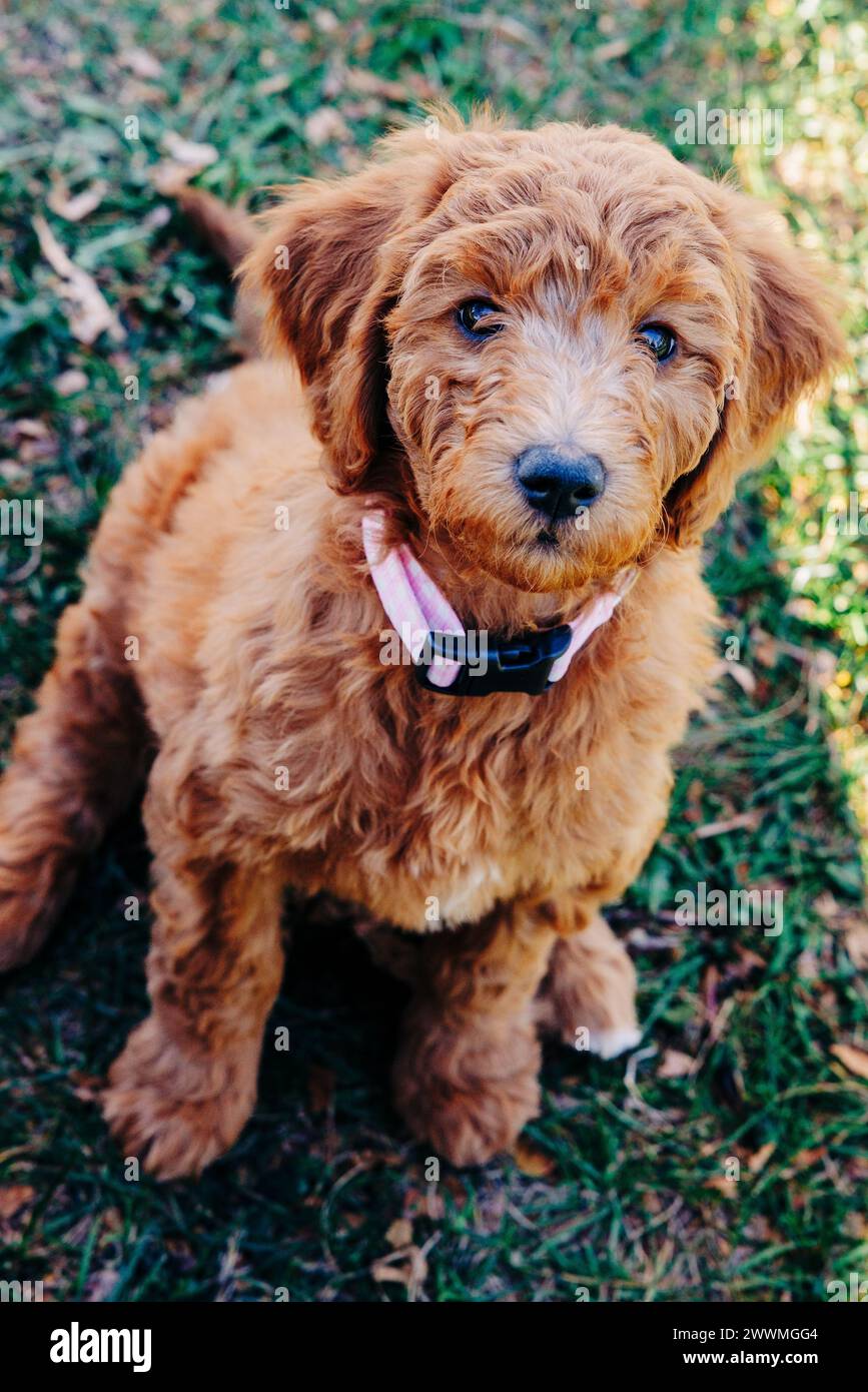 Goldendoodle puppy with pink and white checkered collar sitting Stock ...