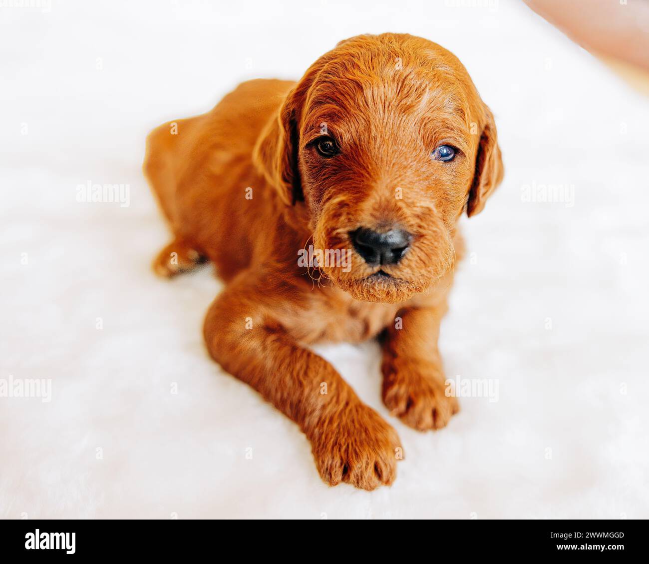 Goldendoodle puppy with head up inside on white rug Stock Photo - Alamy