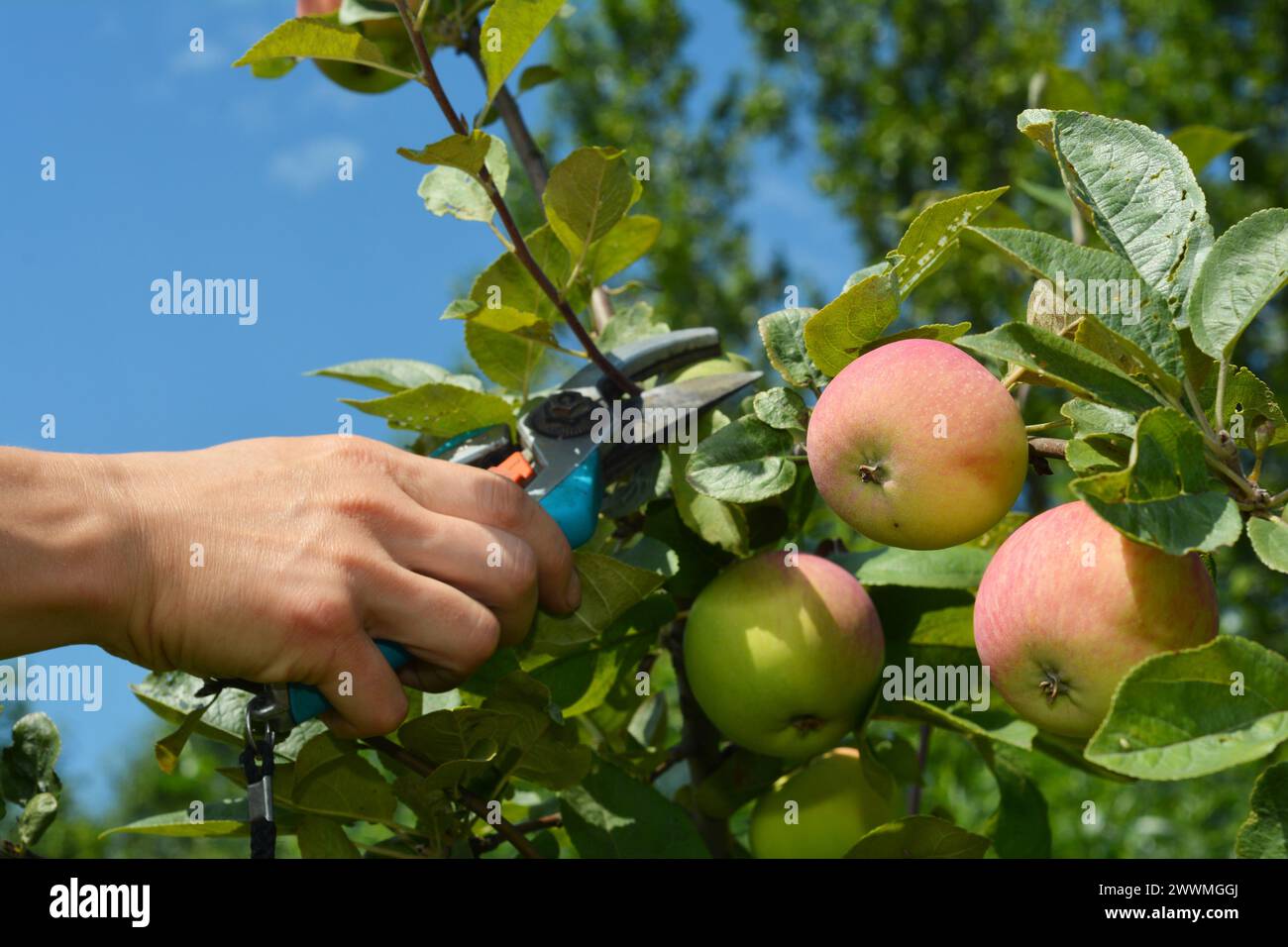 Gardener pruning fruit apple tree in summer. Summer apple tree pruning ...