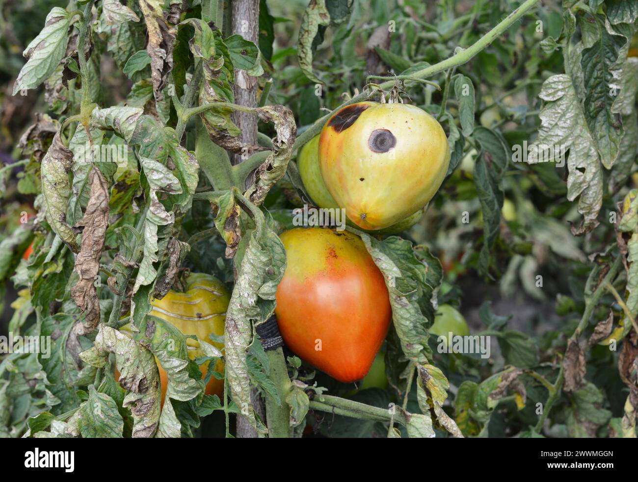 Tomato anthracnosis. Sick tomato plant affected by disease vertex rot ...