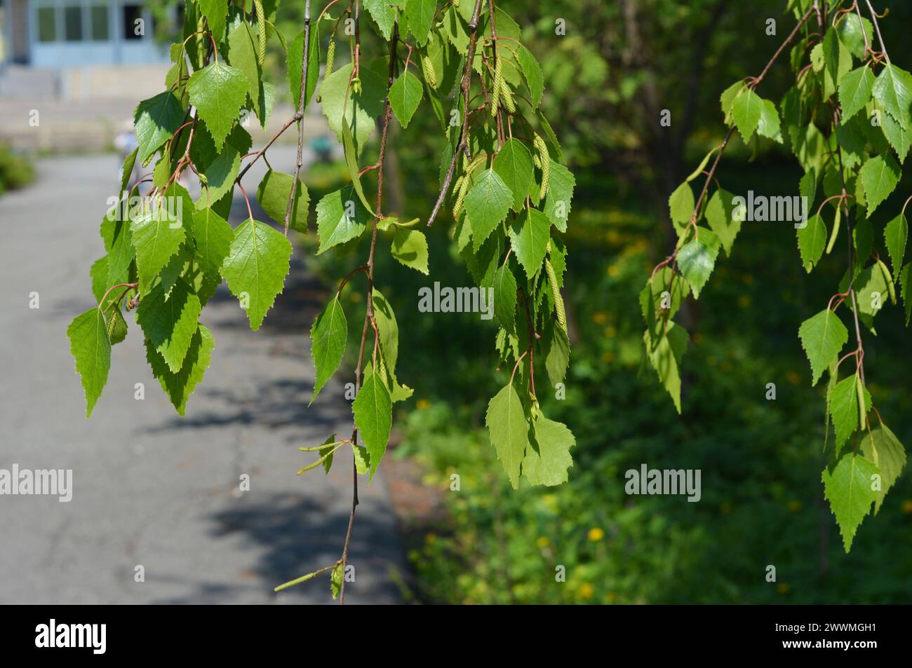 Birch tree leaves in spring hi-res stock photography and images - Alamy