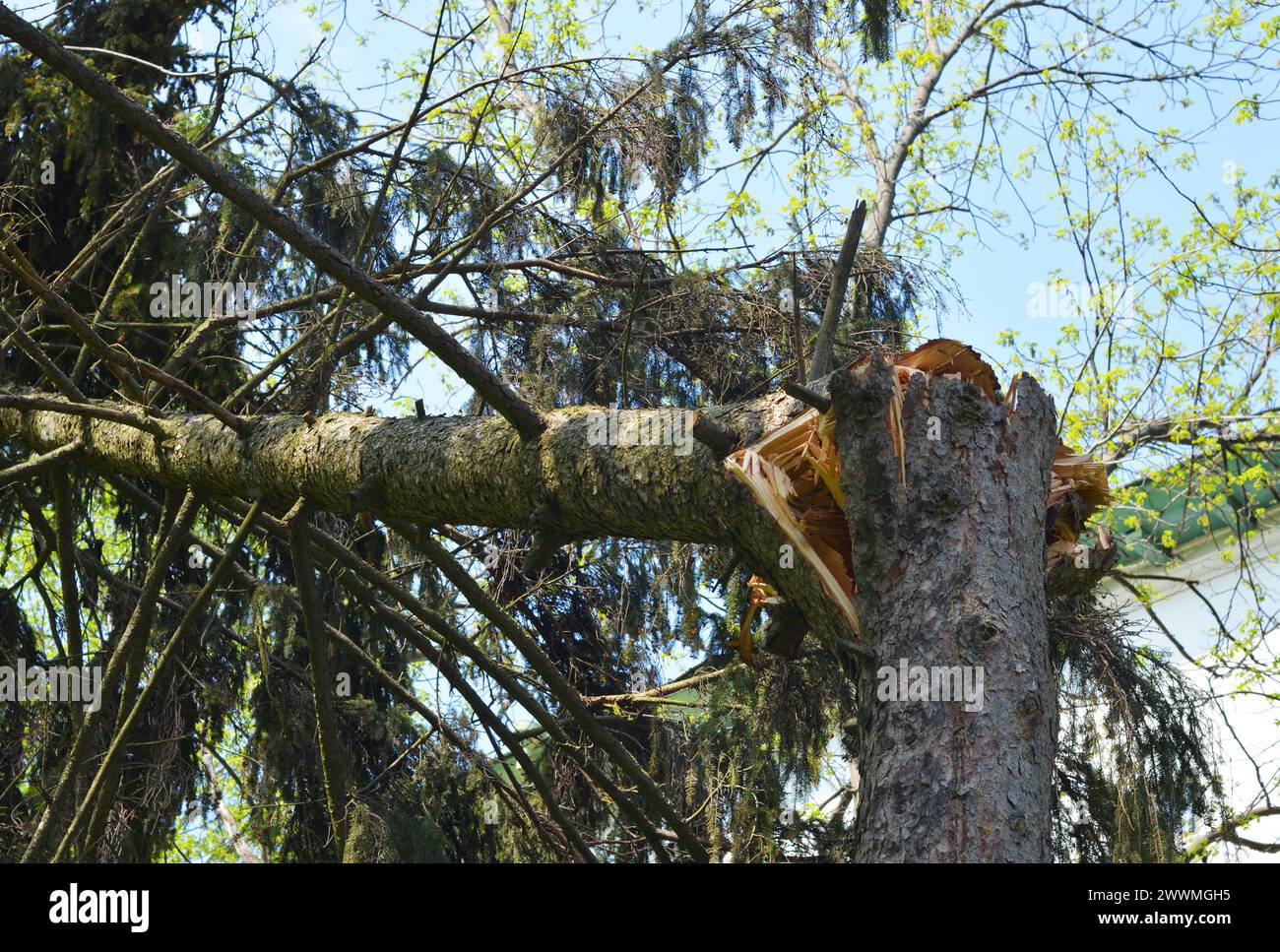 Wind damaged fir tree hi-res stock photography and images - Alamy