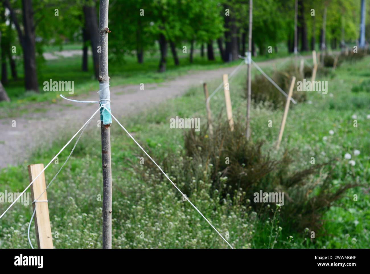 Tree staking after planting. Supporting a tree trunk with stakes to ...