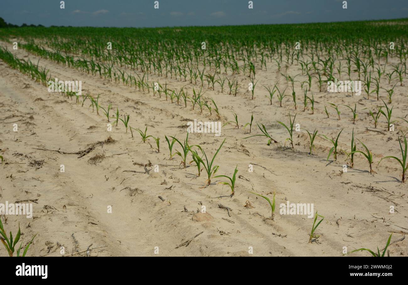 Drought corn field. Early drought can have a serious negative impact on ...