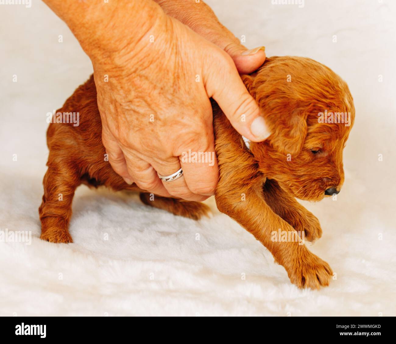 Human hands picking up puppy hi-res stock photography and images - Alamy