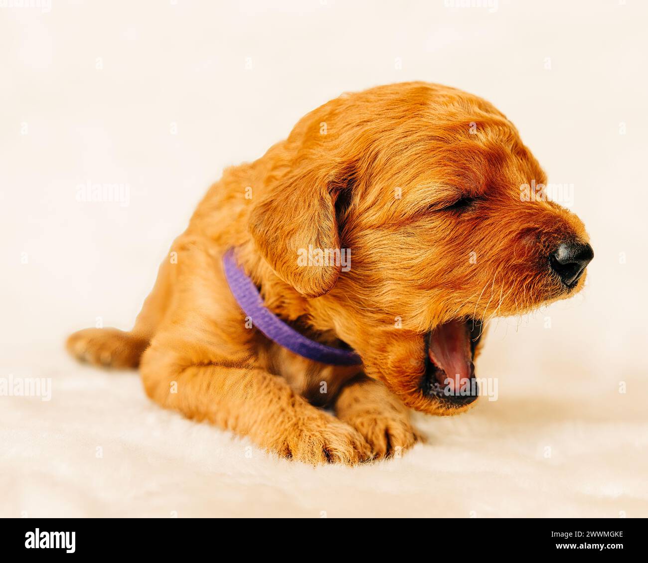 Goldendoodle puppy yawning inside on white furry rug Stock Photo - Alamy