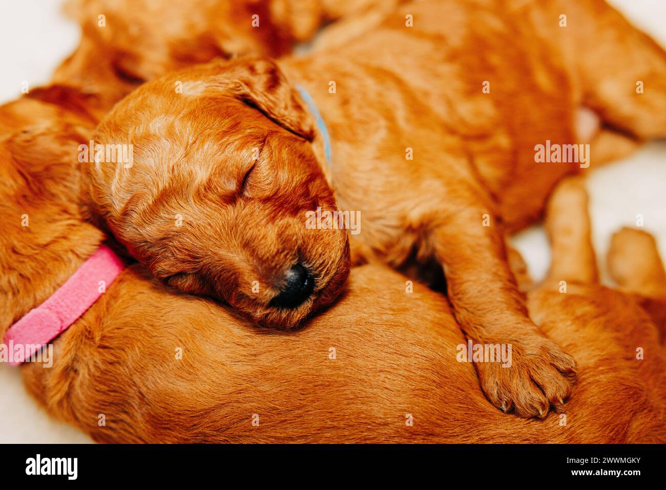 Goldendoodle puppies piled up and sleeping on white fur rug Stock Photo ...