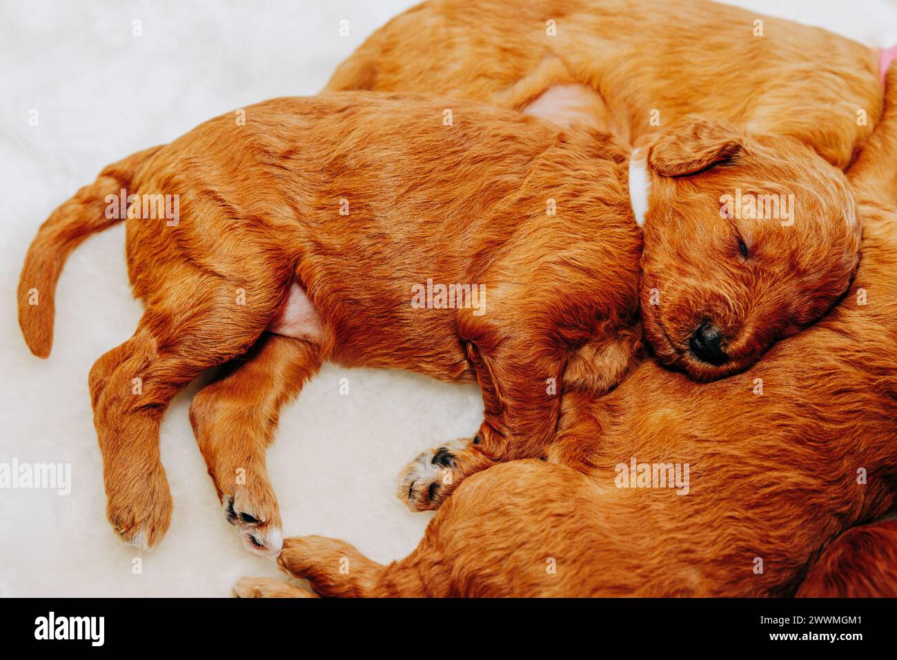 Goldendoodle puppy sleeping on side with other puppies Stock Photo - Alamy