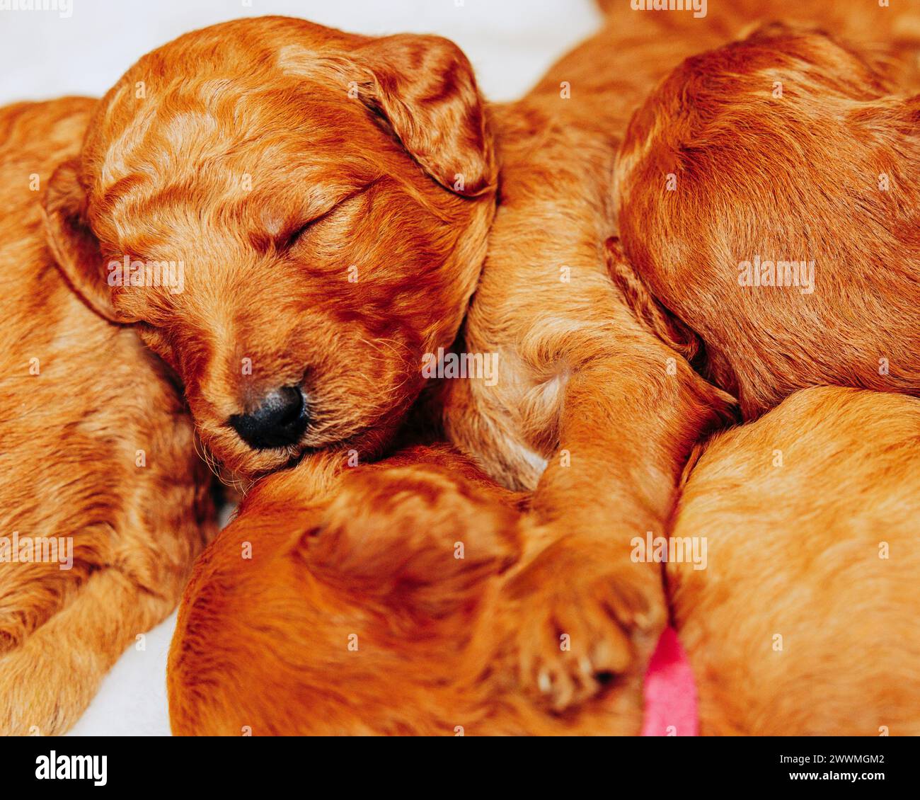 Goldendoodle puppies piled up and sleeping on white fur rug Stock Photo ...