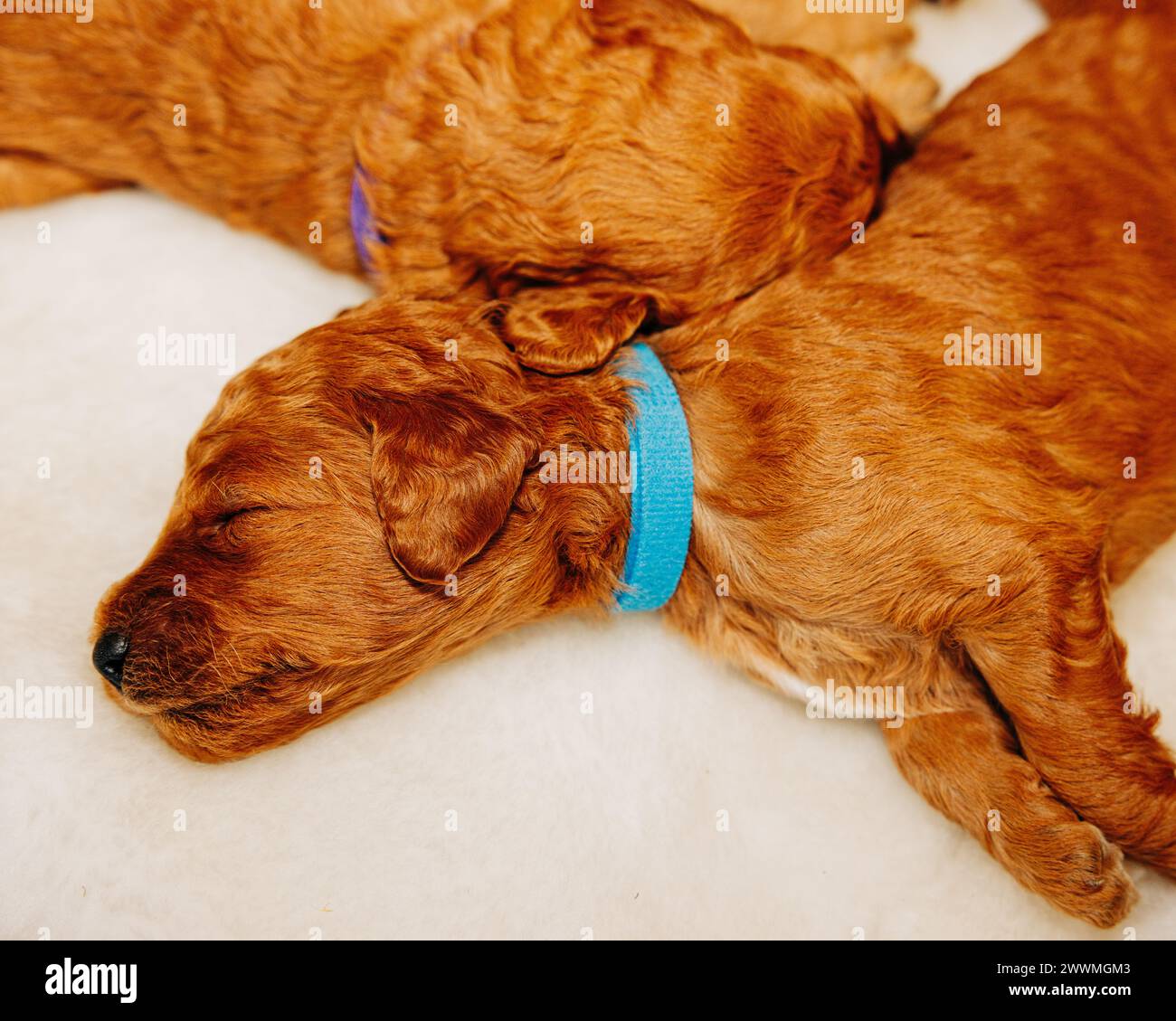 Goldendoodle puppies sleeping together on white fur rug Stock Photo - Alamy