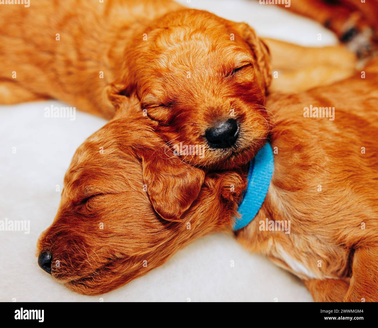 Adorable sleeping white hi-res stock photography and images - Alamy