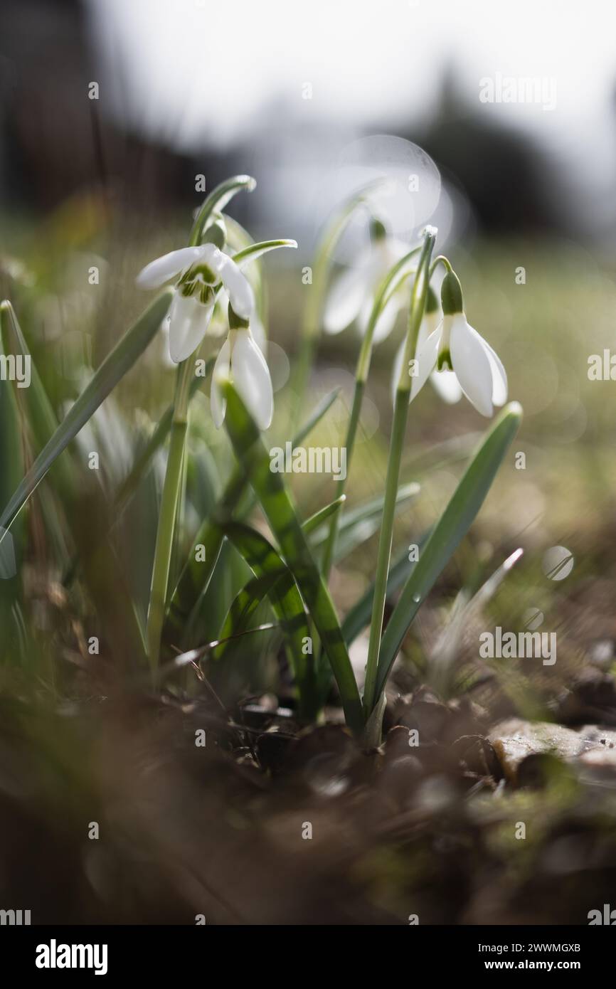 Snowdrop galanthus flowers in hi-res stock photography and images - Alamy