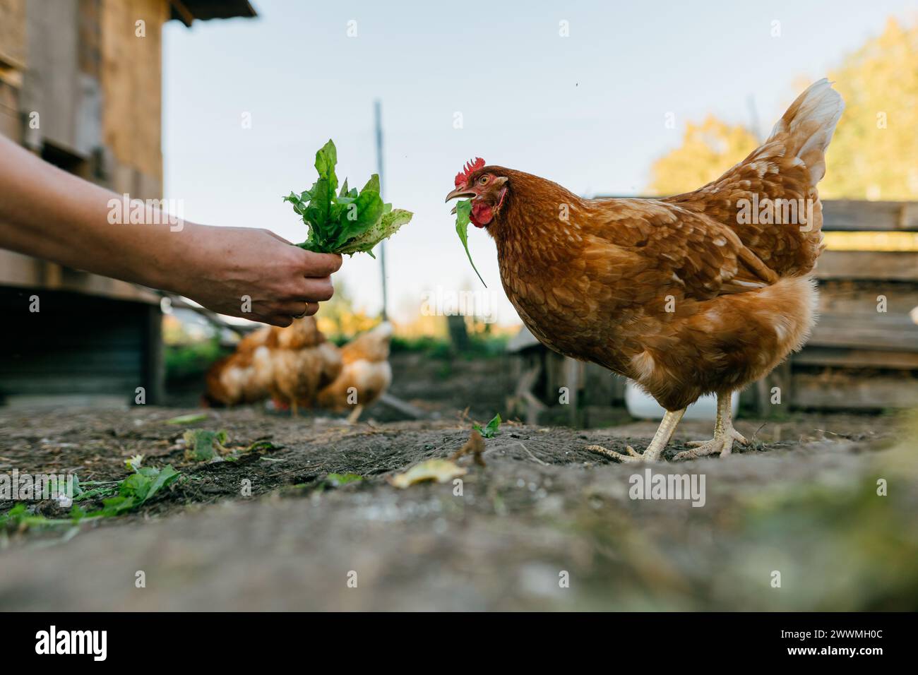 Hens feeding from farmer hand hi-res stock photography and images - Alamy